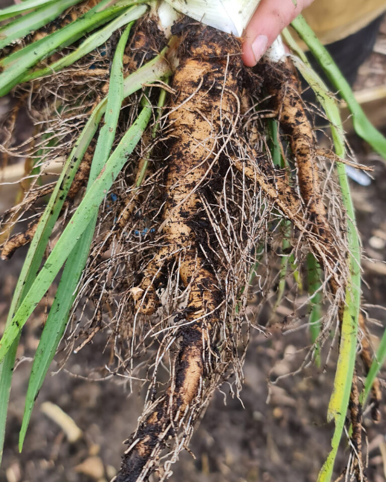10 Great Veg To Grow In Raised Beds - Patient Gardener