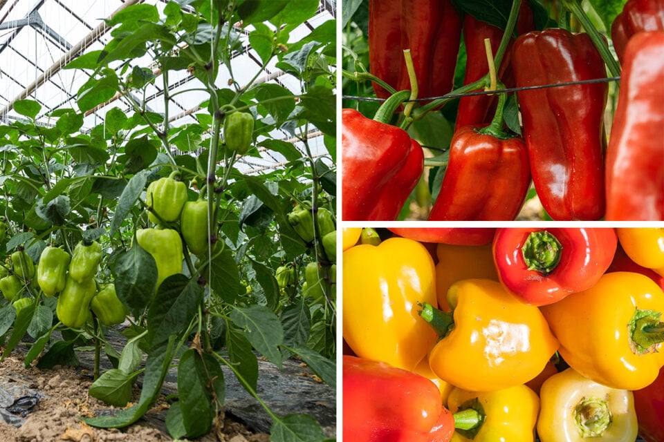 How To Grow Peppers - Step-by-Step - Patient Gardener