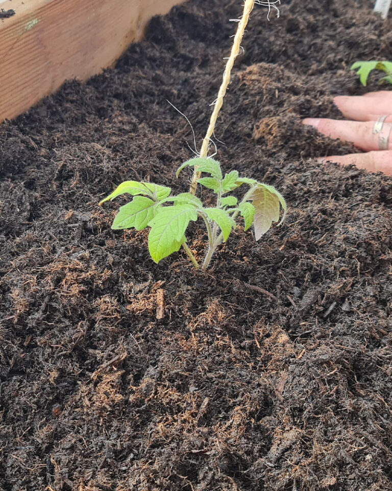 Tomato Planting Secrets - Patient Gardener