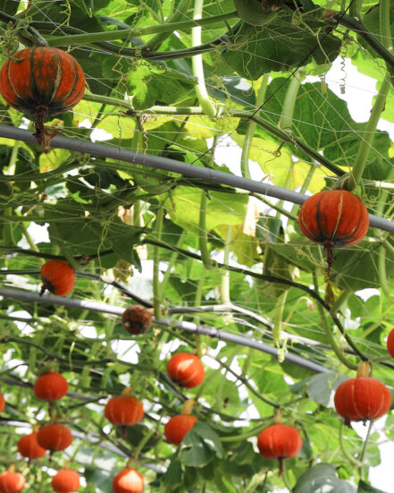 Grow Your Squash Vertically For Huge Harvests in a Small Space ...