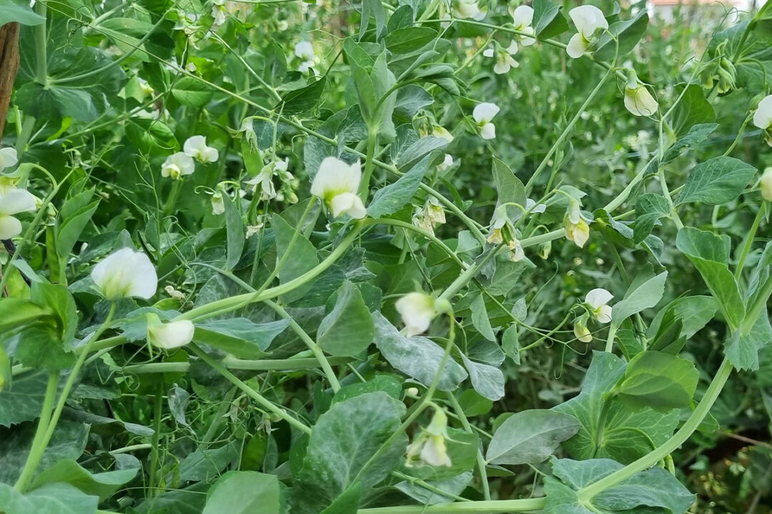 How to support peas when growing? - Patient Gardener
