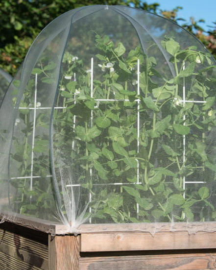 10 Great Veg To Grow In Raised Beds - Patient Gardener