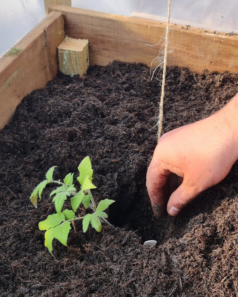 Tomato Planting Secrets - Patient Gardener