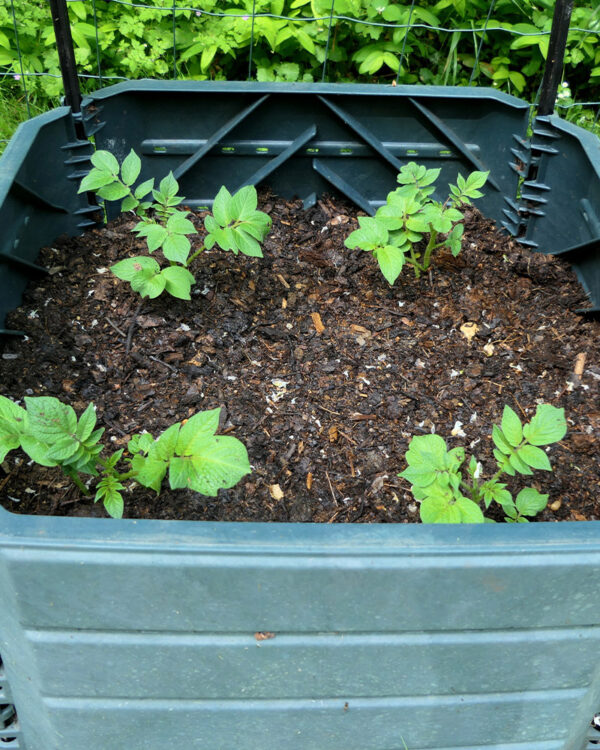 How To Grow Heaps of Potatoes in a Small Space - Patient Gardener