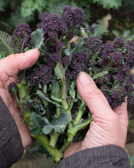 How To Grow Sprouting Broccoli - My Step By Step Guide - Patient Gardener