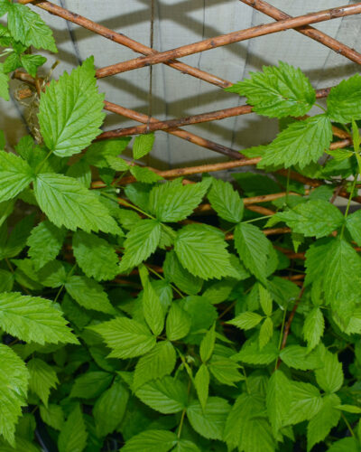 Grow Raspberries in Pots! - Patient Gardener