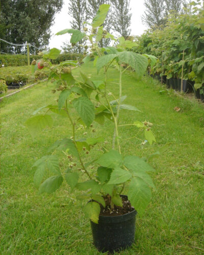Grow Raspberries in Pots! - Patient Gardener