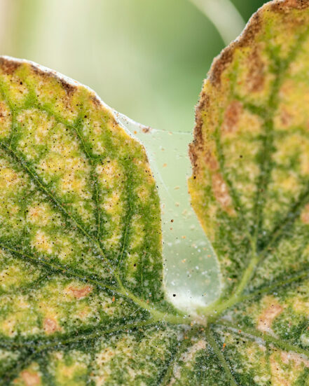 Common Cucumber Problems & How To Fix Them - Patient Gardener