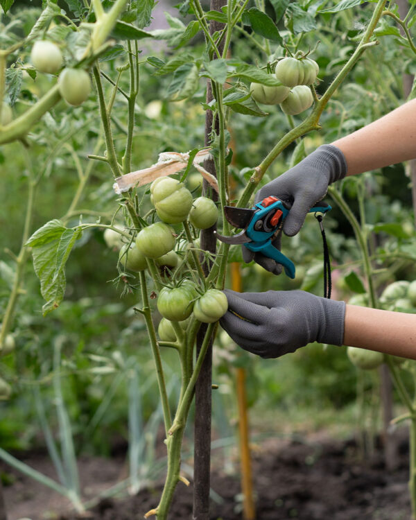 Grow Tomatoes With My Step-By-Step Guide - Patient Gardener