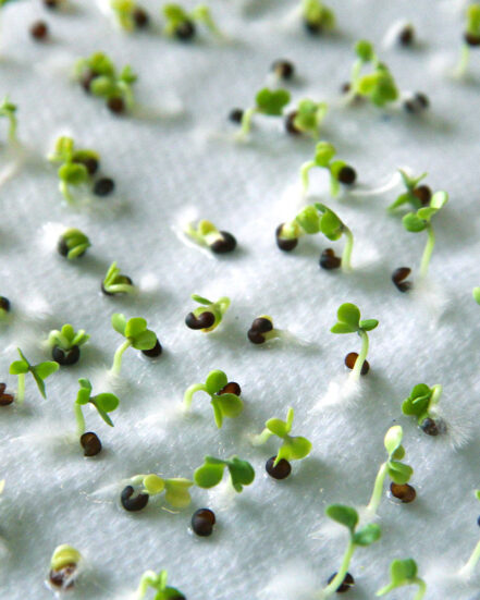 How To Test Seeds Will Germinate Before Sowing! - Patient Gardener