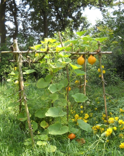 Grow Your Squash Vertically For Huge Harvests in a Small Space ...
