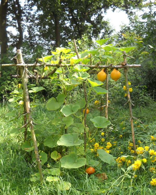 Grow Your Squash Vertically For Huge Harvests in a Small Space ...