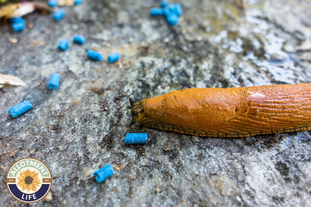 How To Apply Slug Nematodes & Why You Should! - Patient Gardener