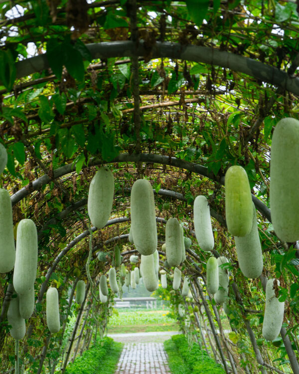 Grow Your Squash Vertically For Huge Harvests in a Small Space ...