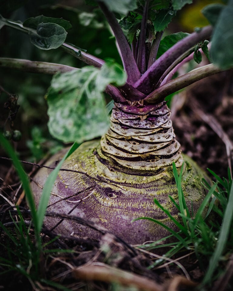 How To Grow Swedes: A Step-By-Step Guide for Beginners - Patient Gardener