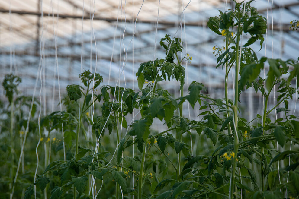 Why I Will Only Grow My Tomatoes Up Strings From Now On! - Patient Gardener