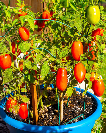 12 Fruits and Vegetables That Thrive In Containers - Patient Gardener