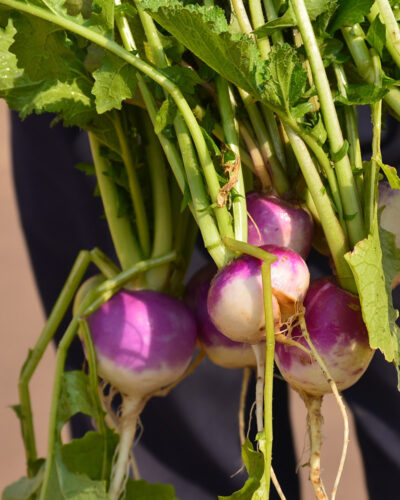 Veg Seeds To Sow In March - Patient Gardener