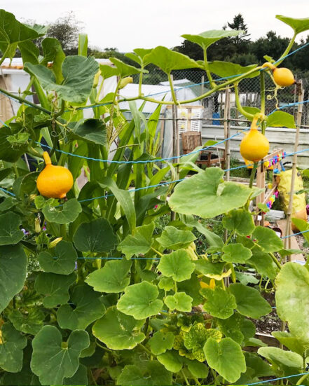 Why You Should Grow Uchiki Kuri This Year - Patient Gardener