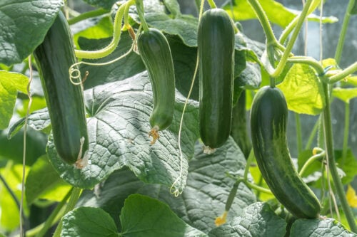 Male and Female Cucumber Flowers & How To Tell The Difference - Patient ...