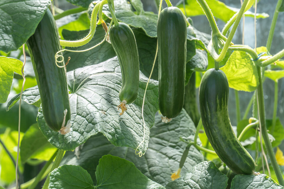 My Step By Step Guide To Growing Cucumbers Patient Gardener