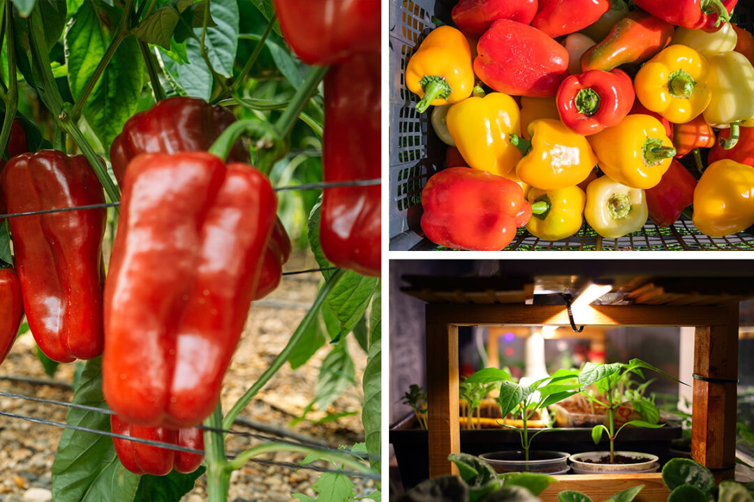 How To Grow Peppers - Step-by-Step - Patient Gardener
