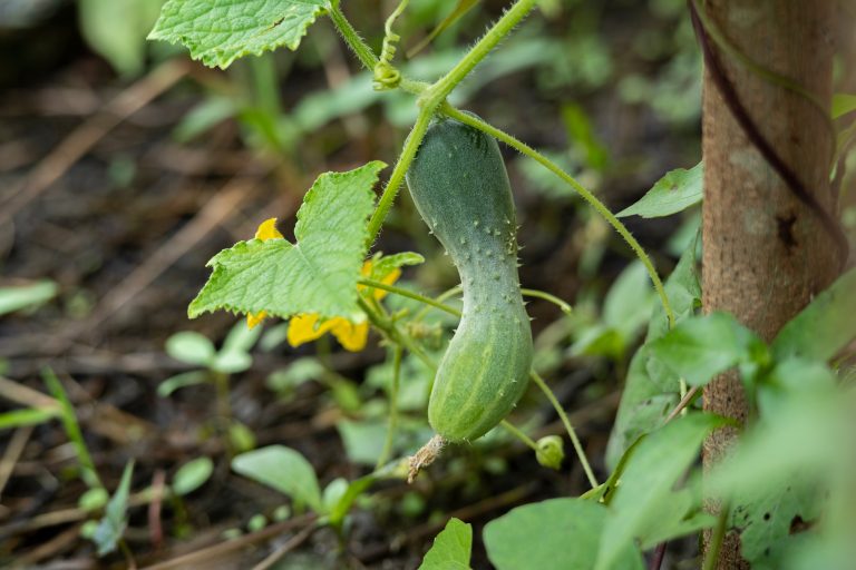 Common Cucumber Problems & How To Fix Them - Patient Gardener