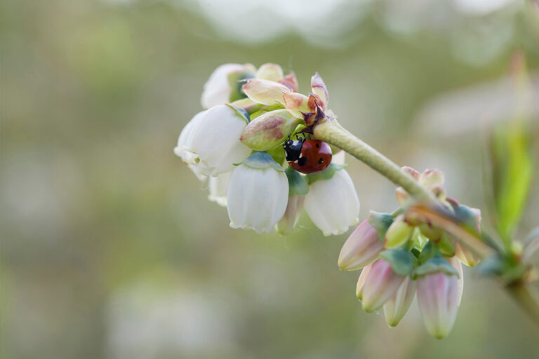 Grow Blueberries With My Step-By-Step Guide - Patient Gardener