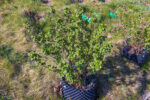 How to Successfully Grow Blackcurrants in Pots: Tips and Tricks ...