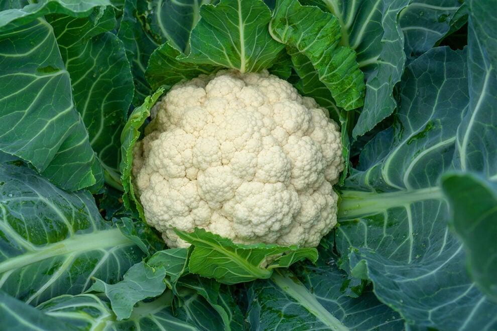 Veg To Sow In April - Patient Gardener
