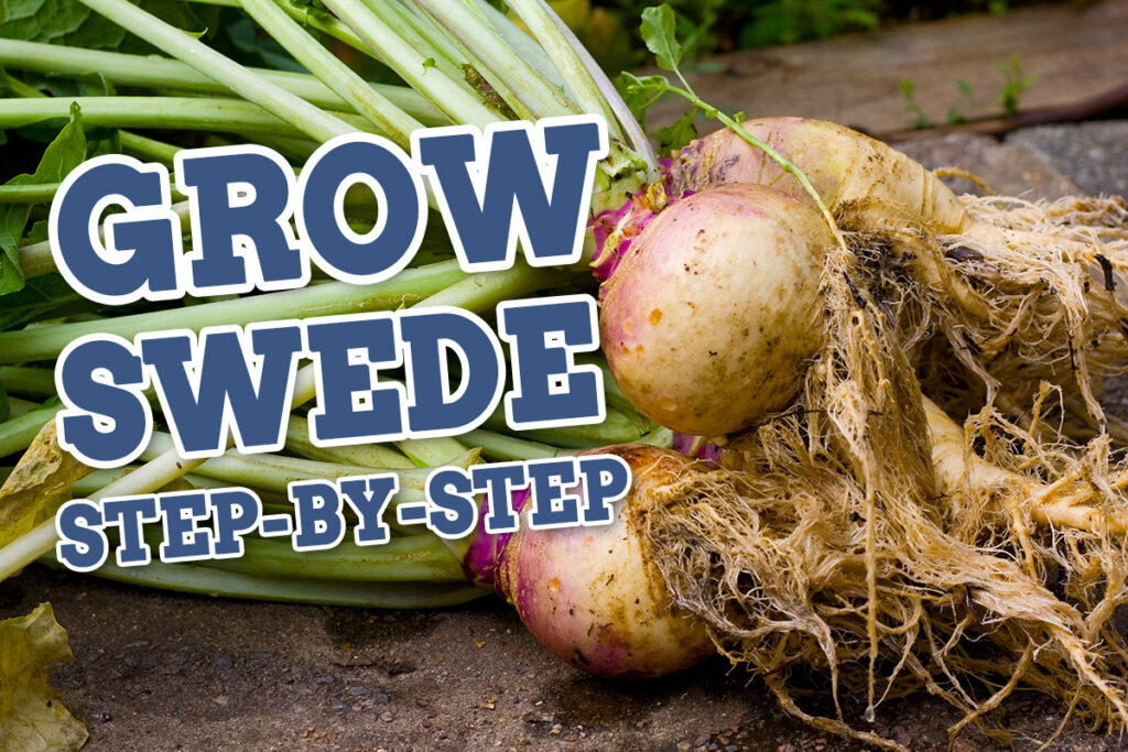 How To Grow Swedes: A Step-By-Step Guide for Beginners - Patient Gardener