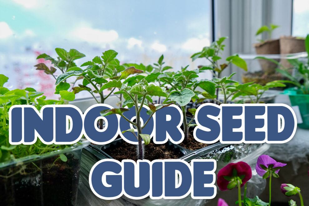 How To Start Veg Seeds Inside - A Complete Guide - Patient Gardener