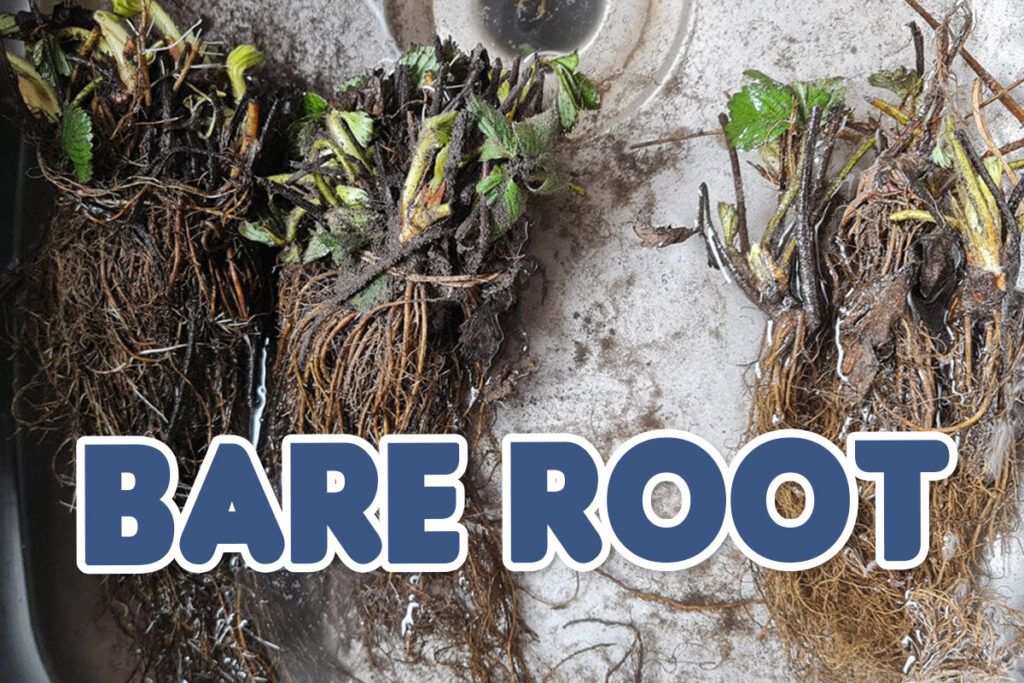 How To Grow Strawberries From Seed - Patient Gardener
