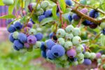 Grow Blueberries With My Step-By-Step Guide - Patient Gardener