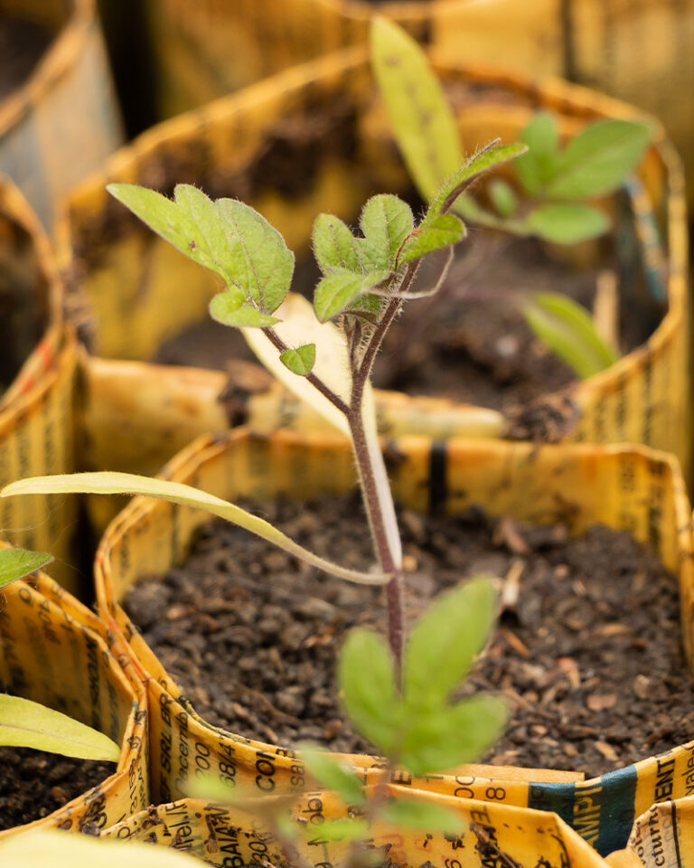 25 Free Gardening Tips & Tricks! Low-Cost Growing! - Patient Gardener