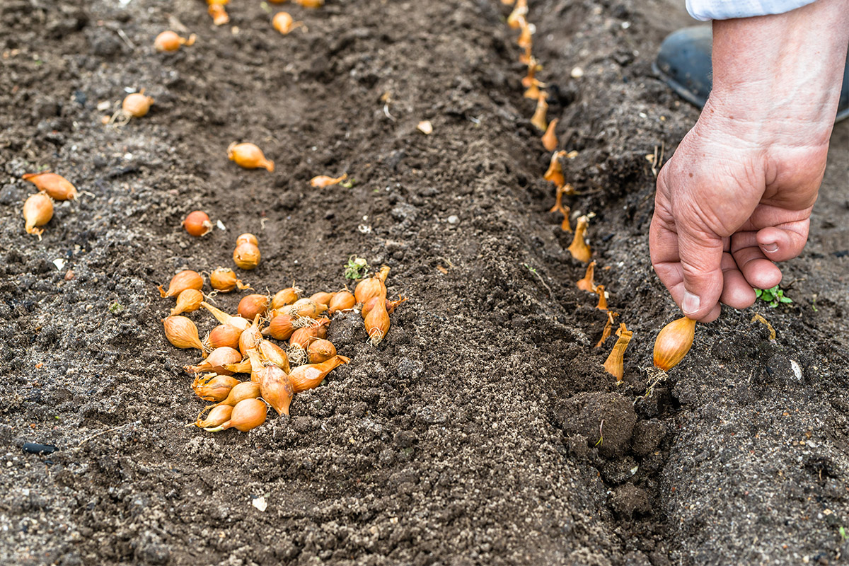 How To Plant Onion Sets In The Spring - Patient Gardener