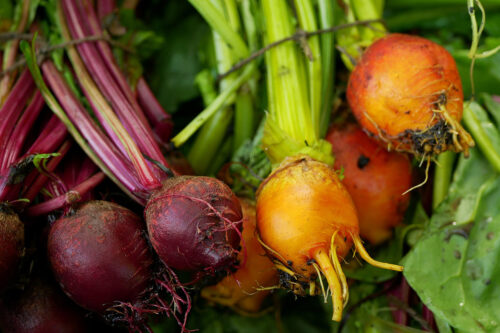 How to Grow Beetroot: A Step-by-Step Guide - Patient Gardener