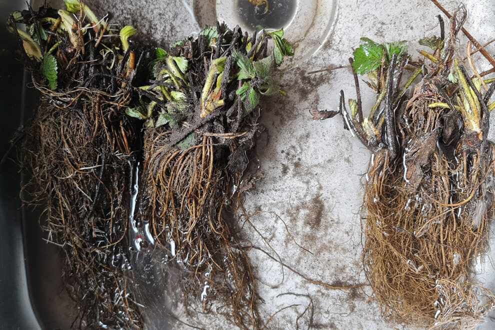How To Plant Bare Root Strawberries - Patient Gardener
