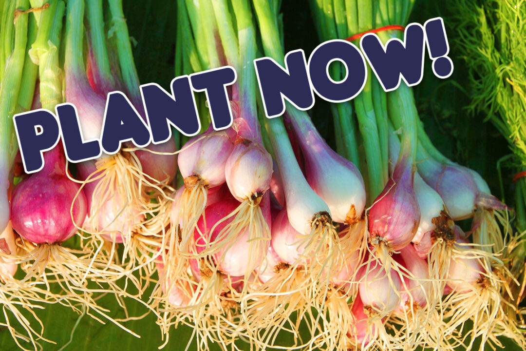 How To Grow Shallots From Sets (PLANT NOW!) - Patient Gardener