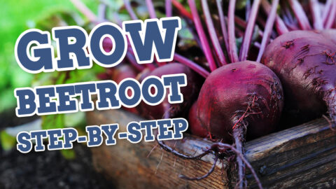How to Grow Beetroot: A Step-by-Step Guide - Patient Gardener