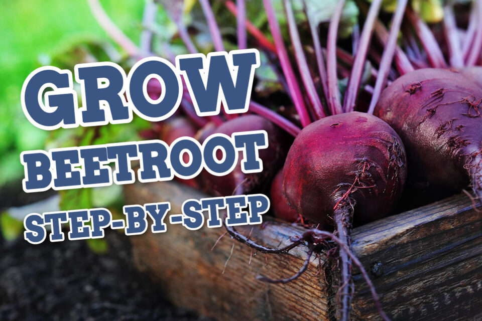 How to Grow Beetroot: A Step-by-Step Guide - Patient Gardener