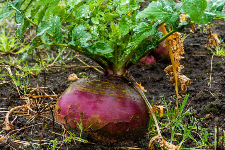 How To Grow Swedes: A Step-By-Step Guide for Beginners - Patient Gardener