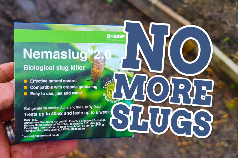 How To Apply Slug Nematodes & Why You Should! - Patient Gardener