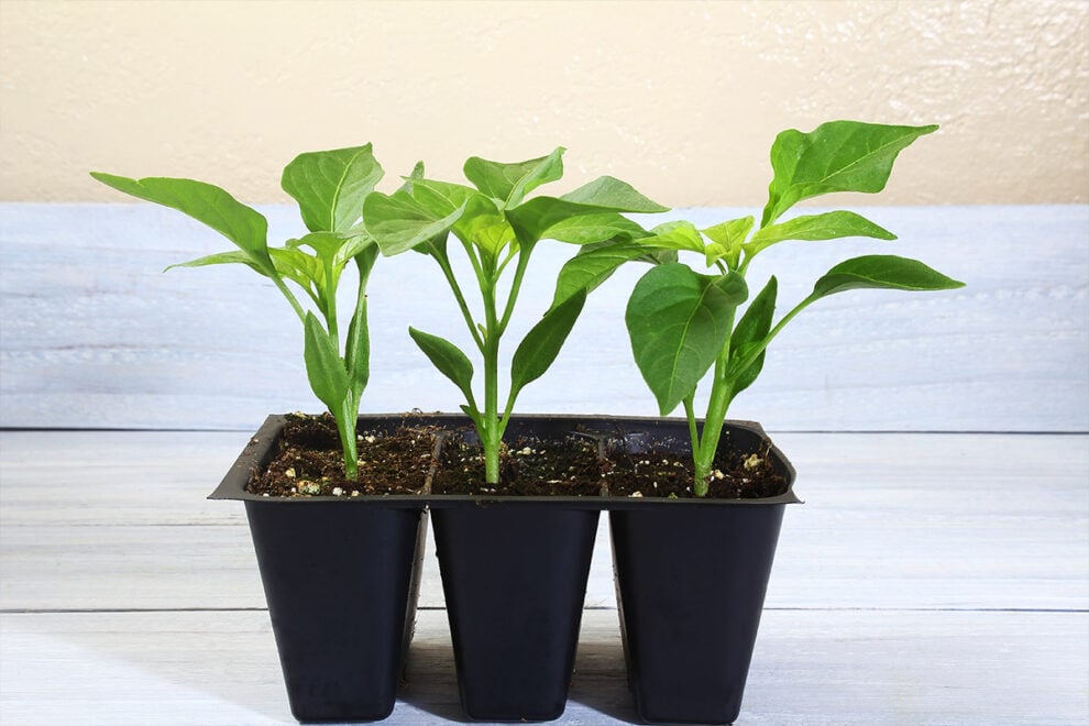 4 Tips for a Huge Pepper Harvest - Patient Gardener