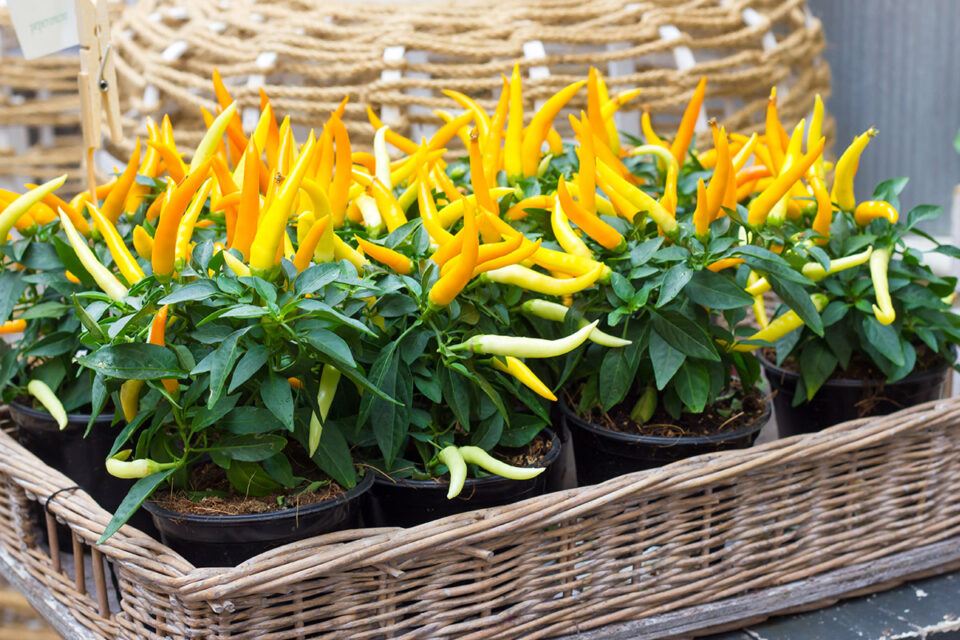 4 Tips for a Huge Pepper Harvest - Patient Gardener