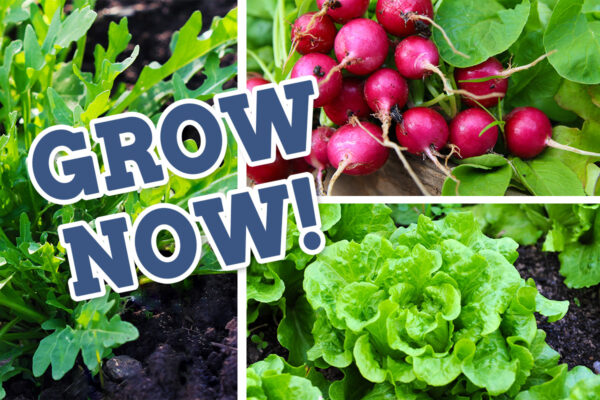 5 Early Spring Crops To Grow Right Now! - Patient Gardener