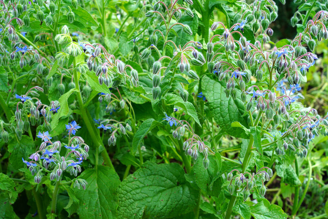 5 Great Reasons to Grow Borage - Patient Gardener