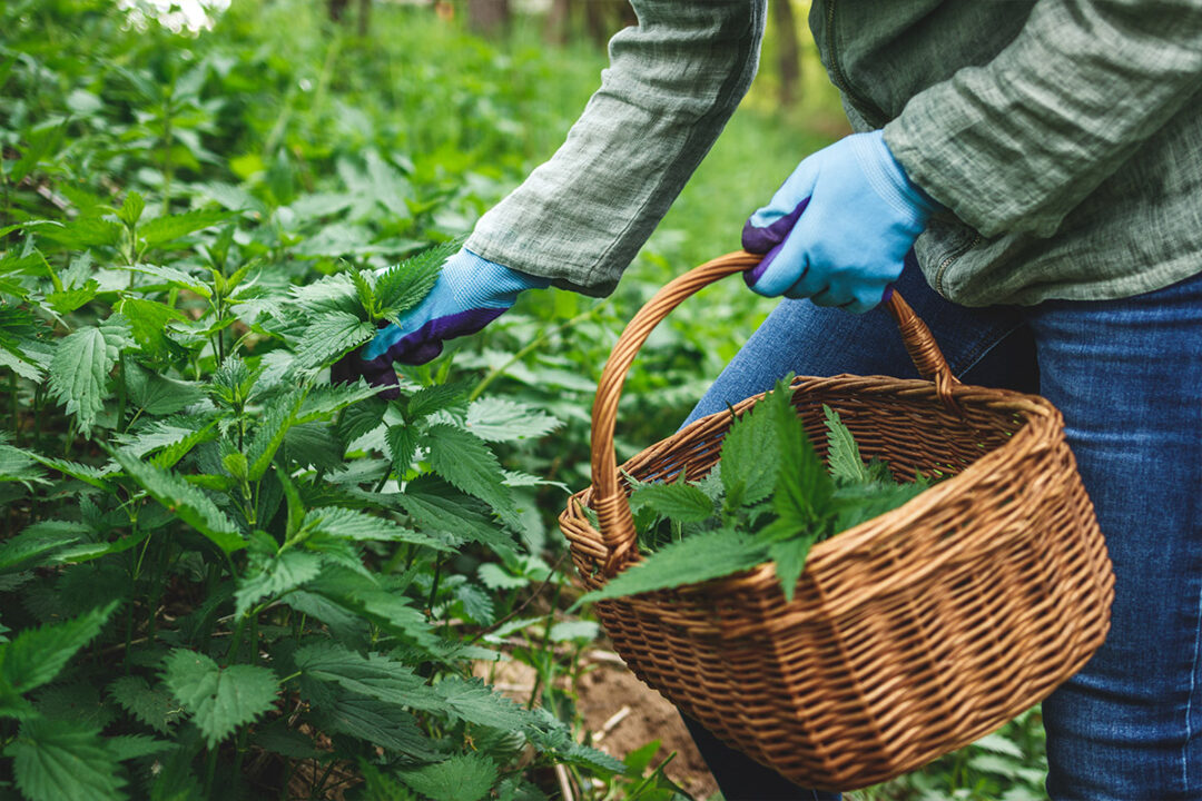 Why You Should Be Growing A Nettle Patch! - Patient Gardener