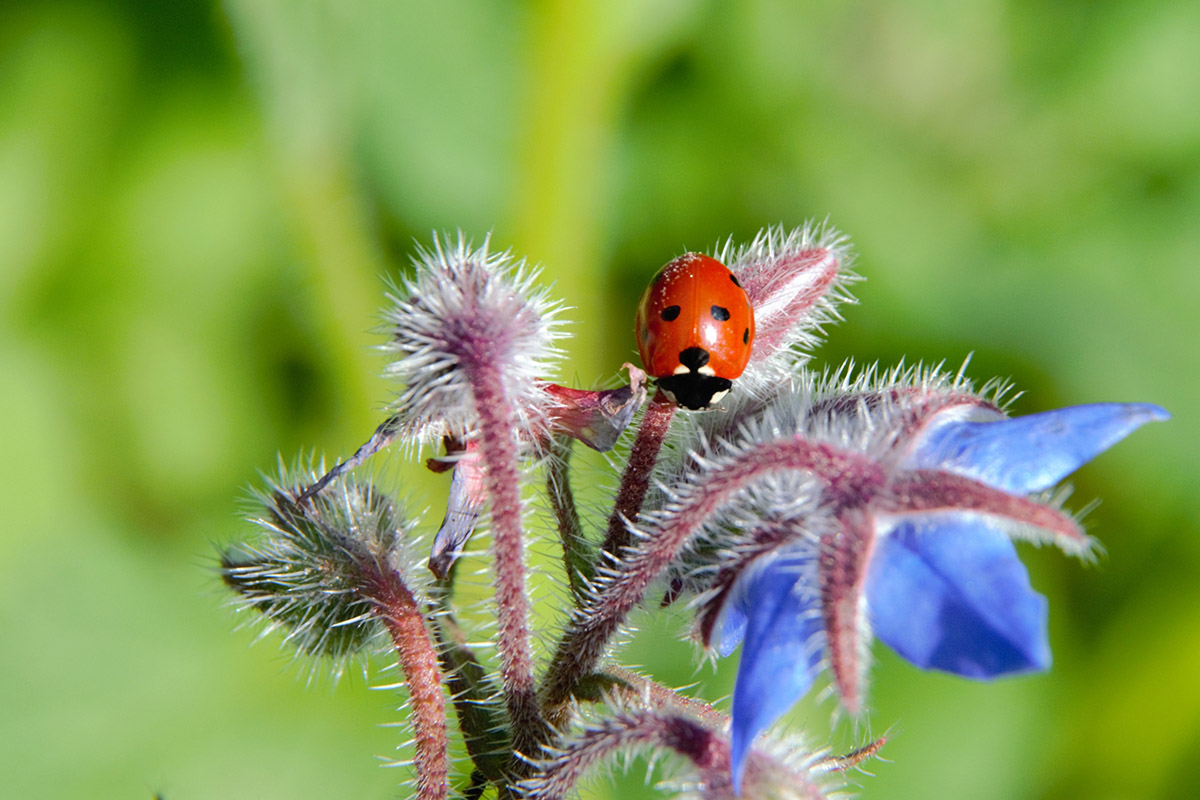 5 Great Reasons to Grow Borage - Patient Gardener