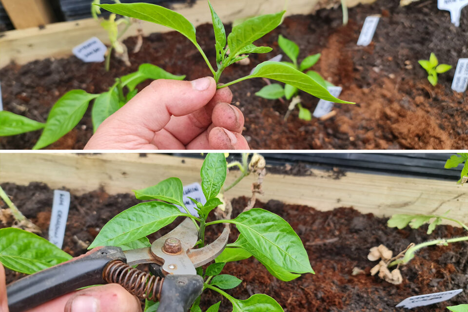 How To Fertilize Pepper Plants - Patient Gardener